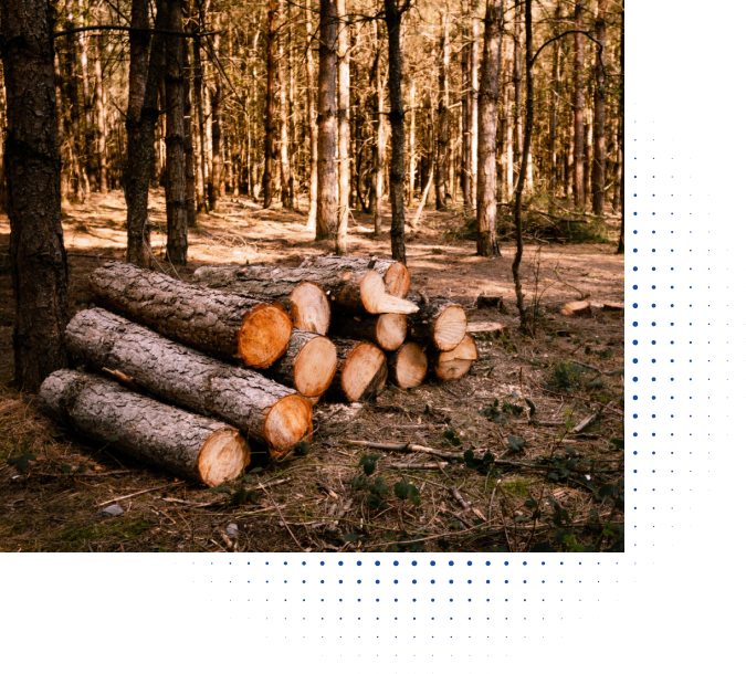 Spruce Sawn Timber for a Range of Uses - SETCO L.L.C-FZ